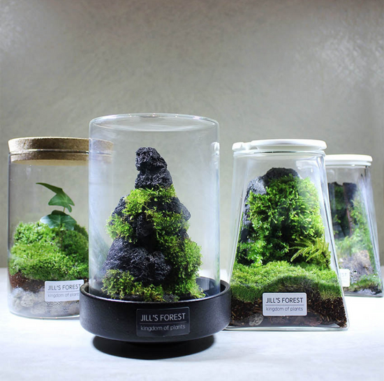 Miniature Rainforest Ecosystem Collection – FancyAdd