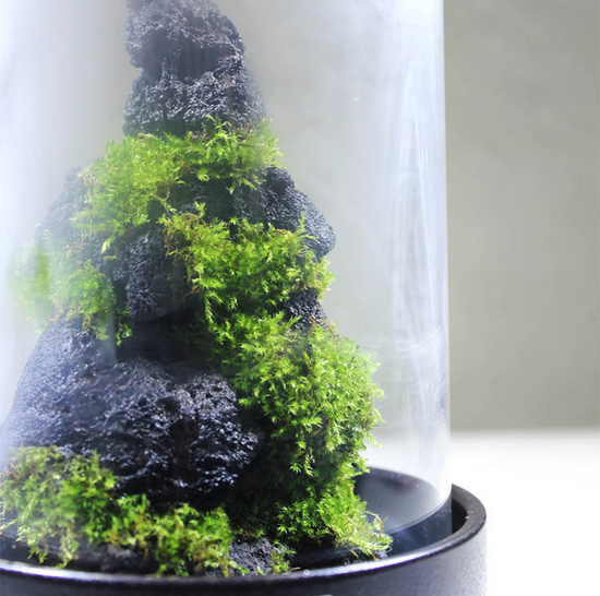 Miniature Rainforest Ecosystem Collection – FancyAdd