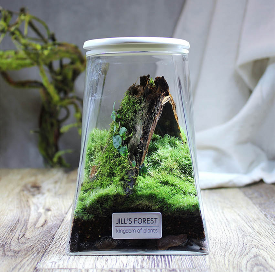 Miniature Rainforest Ecosystem Collection – FancyAdd