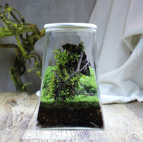 Miniature Rainforest Ecosystem Collection – FancyAdd