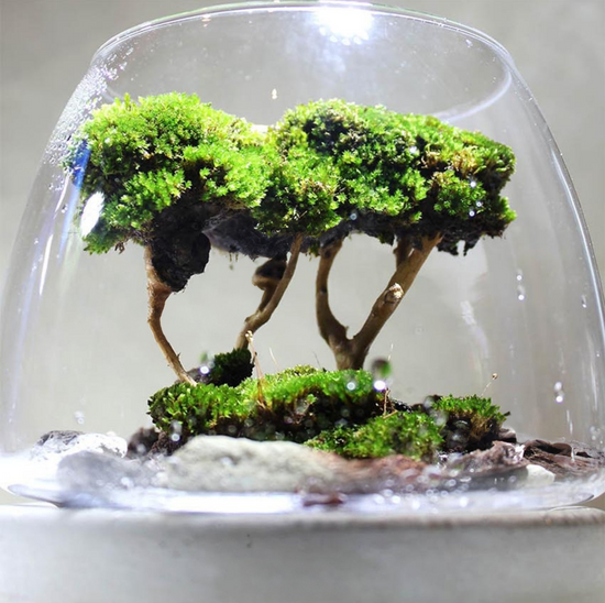 Miniature Rainforest Ecosystem Collection – FancyAdd