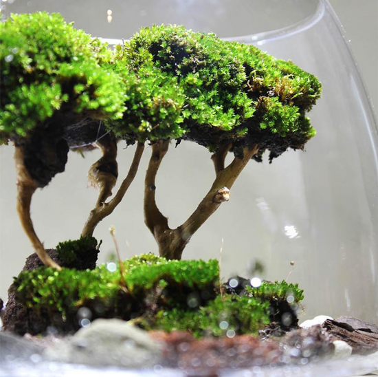 Miniature Rainforest Ecosystem Collection – FancyAdd