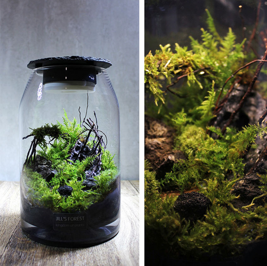 Miniature Rainforest Ecosystem Collection – FancyAdd
