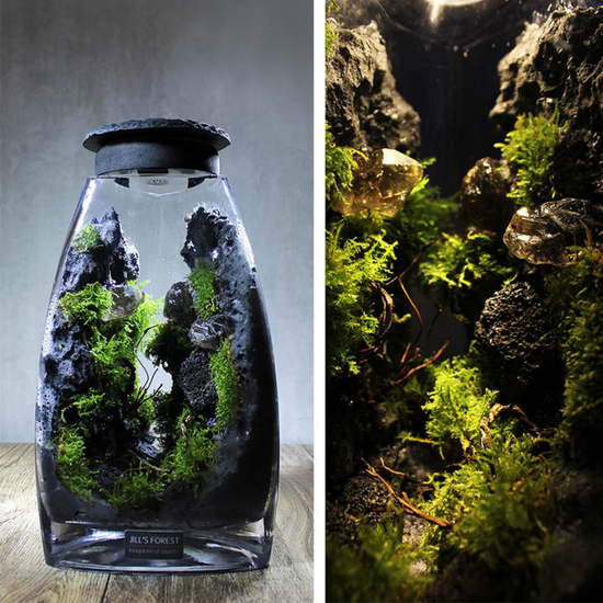 Miniature Rainforest Ecosystem Collection – FancyAdd