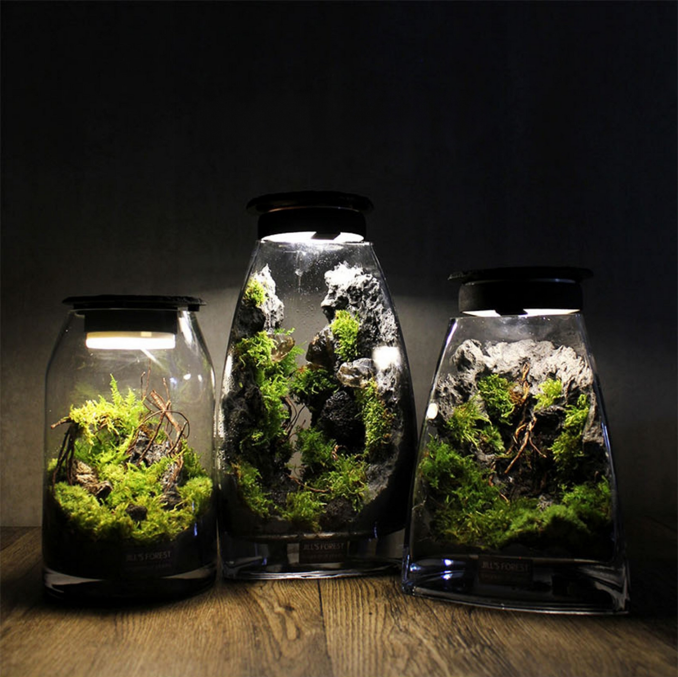 Miniature Rainforest Ecosystem Collection – FancyAdd