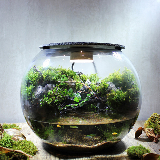 Miniature Rainforest Ecosystem Collection – FancyAdd