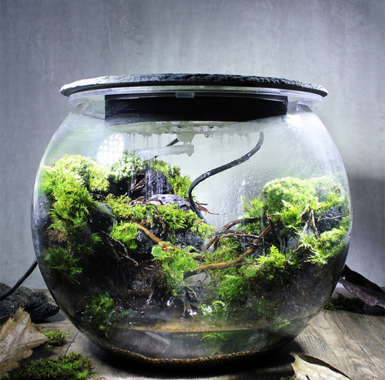 Miniature Rainforest Ecosystem Collection – FancyAdd